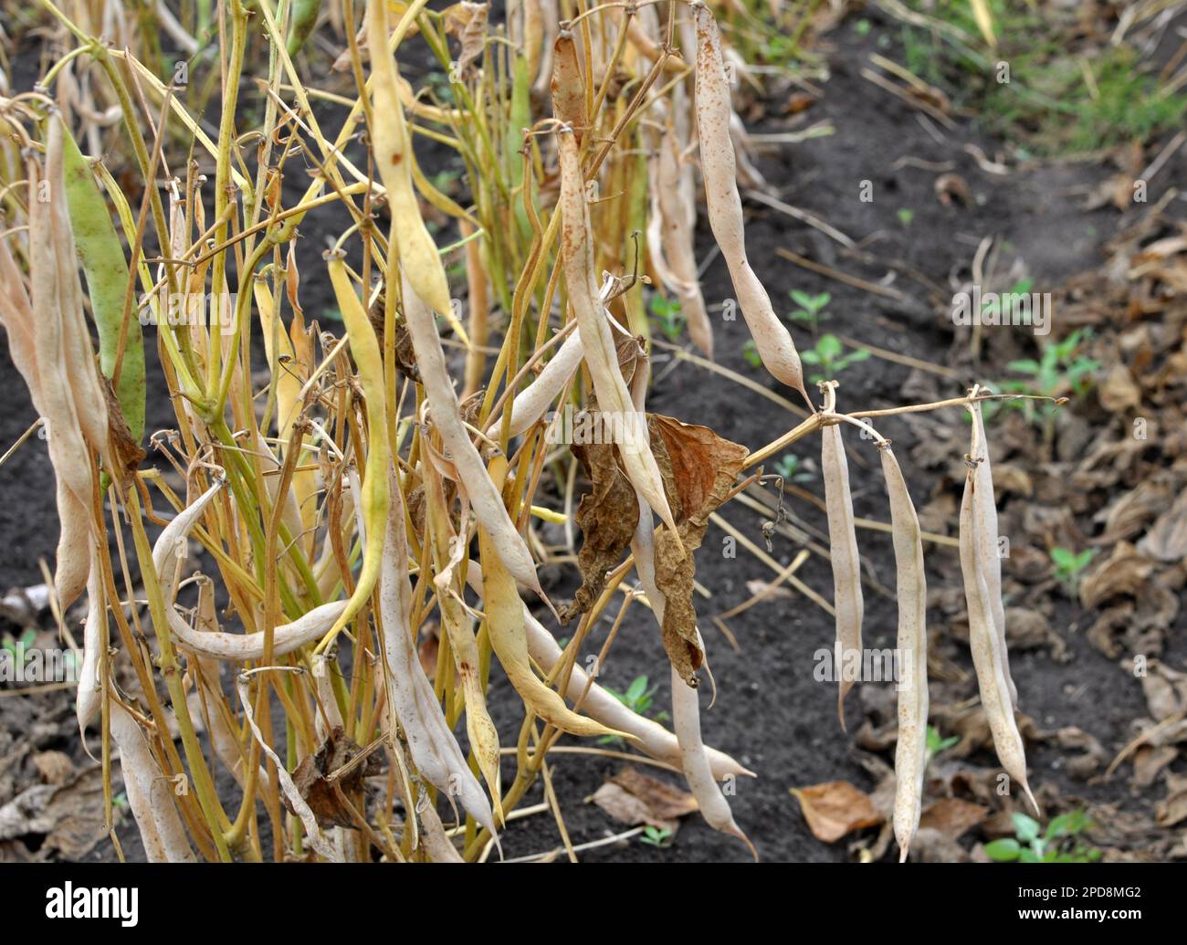 On the stem of hariot (beacns, phaseolus) crop of ripe pods Stock Photo ...