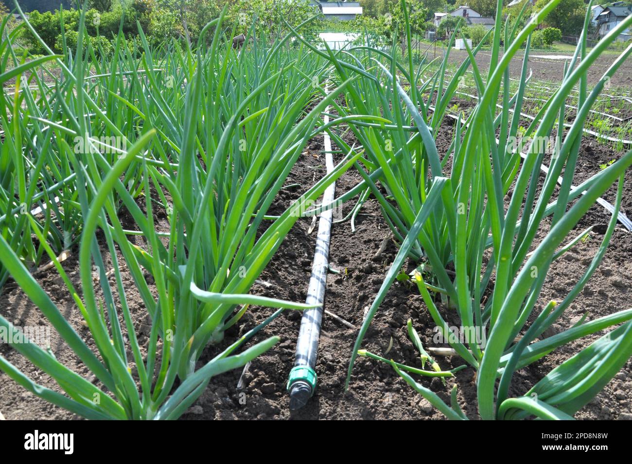 Drip irrigation is used to grow vegetables in organic soil Stock Photo ...