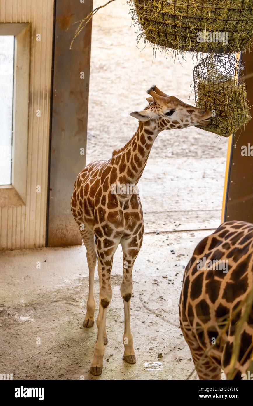 A baby giraffe eating from the feeder Stock Photo - Alamy