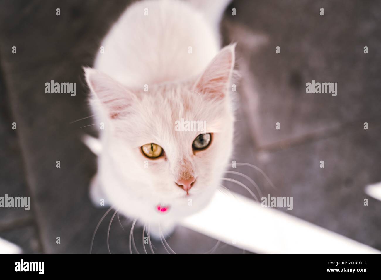Odd eyed cat hi-res stock photography and images - Alamy