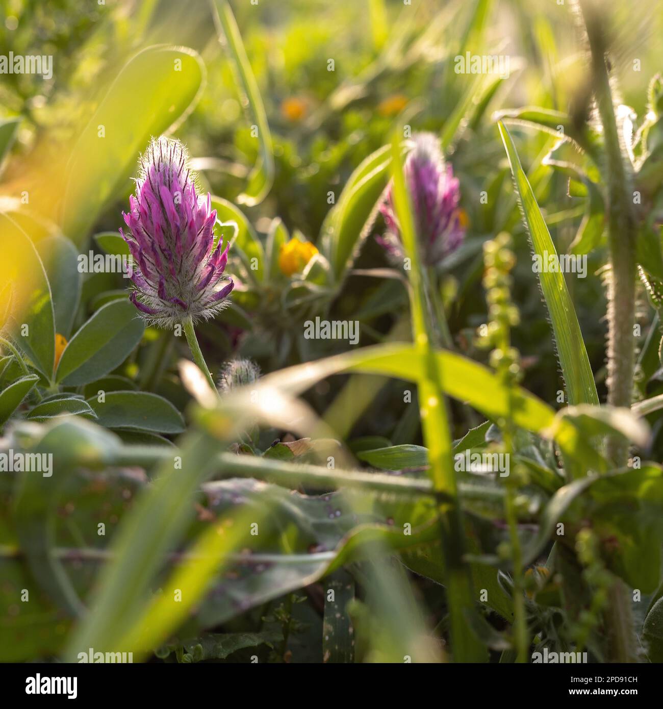 Purple clover trifolium purpureum hi-res stock photography and images ...