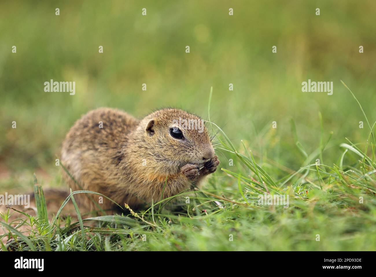 European ground squirrel eating in the grass. Spermophilus citellus ...