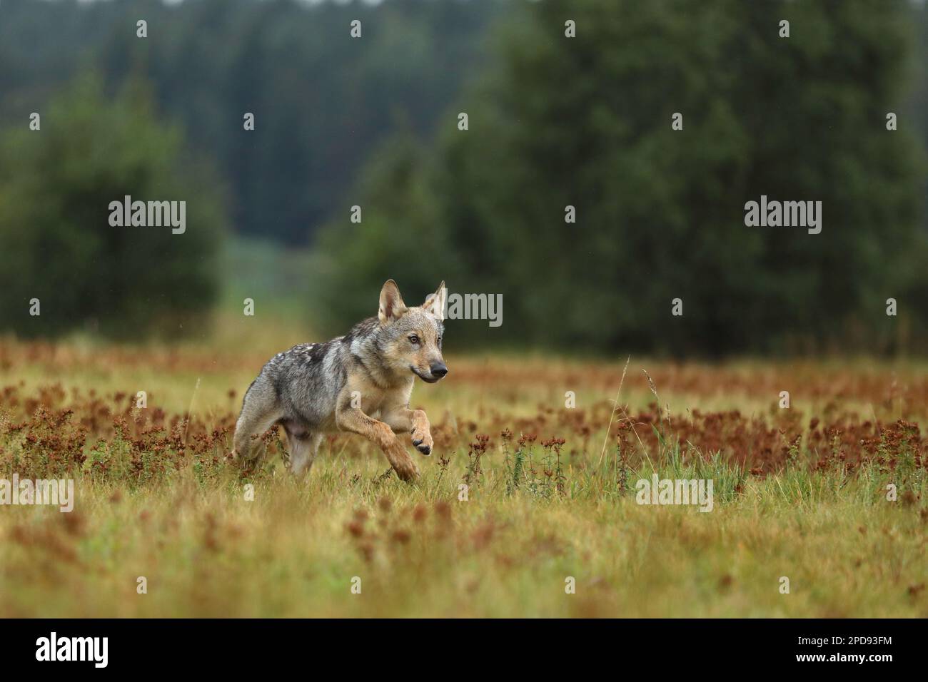 Wolf cub running in blossom grass Wolf from Finland. Gray wolf, Canis ...