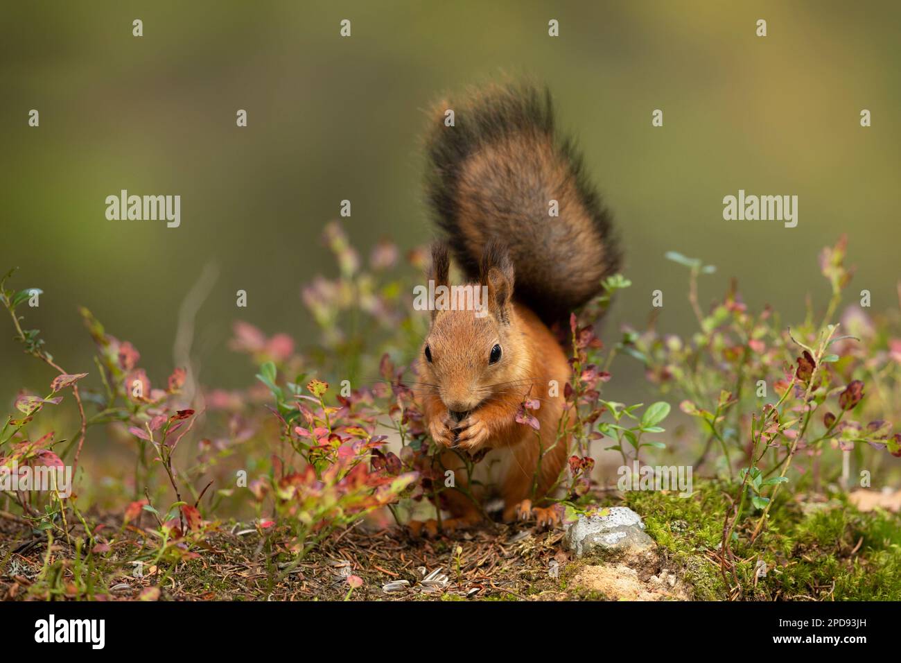 The red squirrel, Sciurus vulgaris, sitting in the scandinavian forest ...