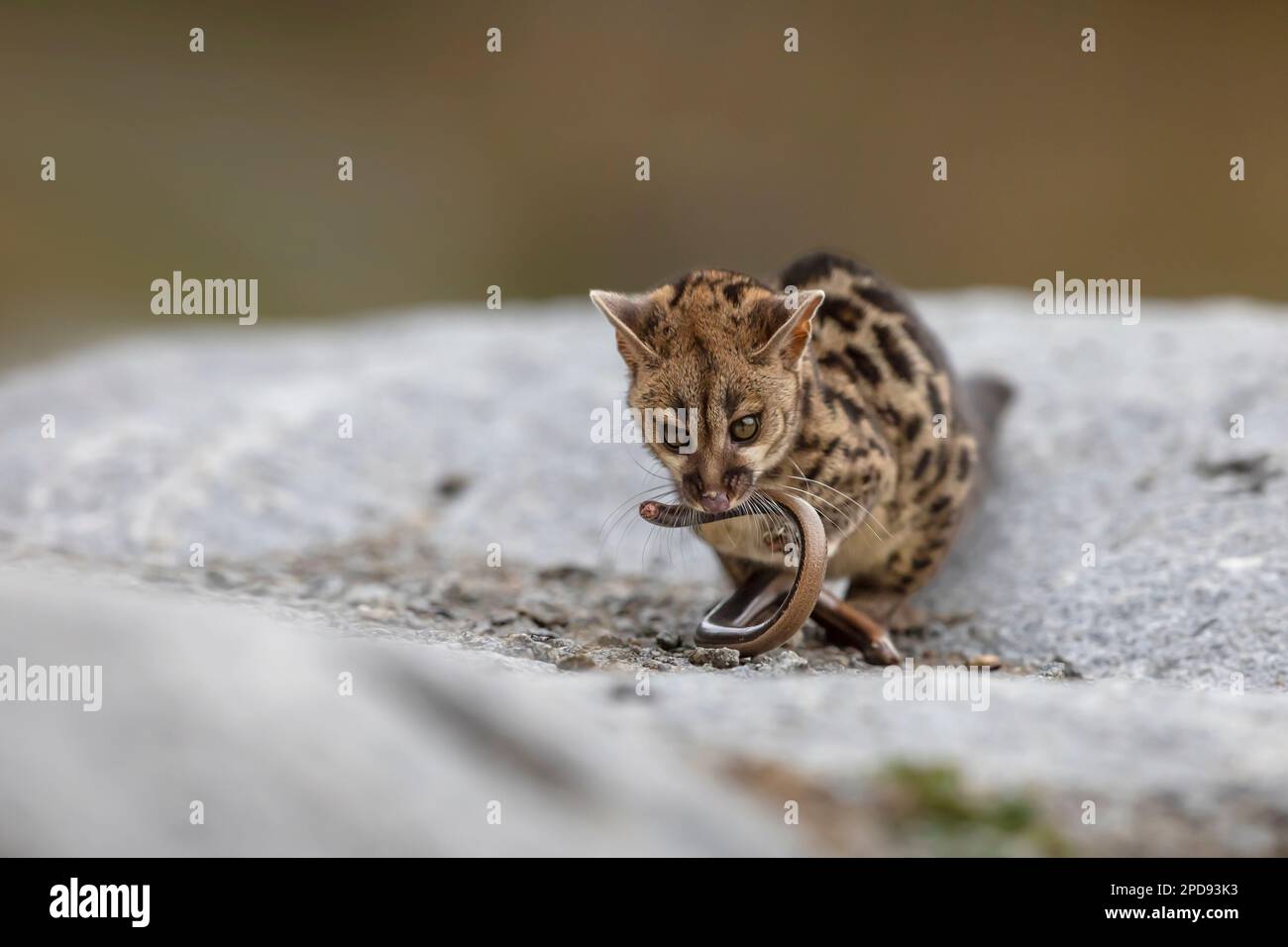 Common genet - Genetta genetta - on stone with snake prey, Spain Stock ...