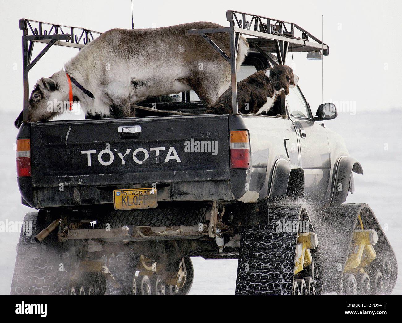 Velvet eyes, left, and Dixie ride in the back of Carl Emmons' pickup ...