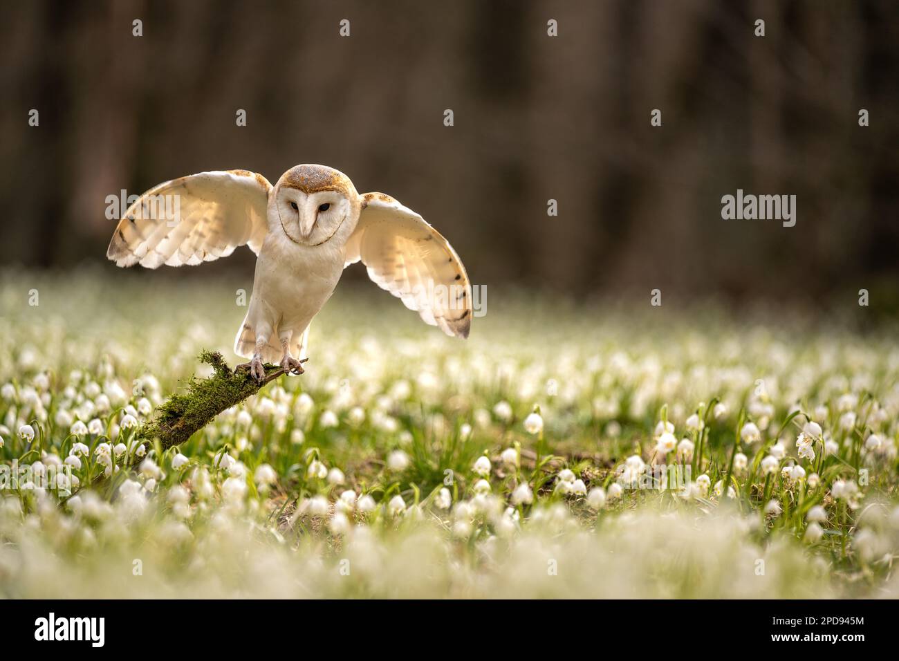 The barn owl (Tyto alba) is the most widely distributed species of owl ...