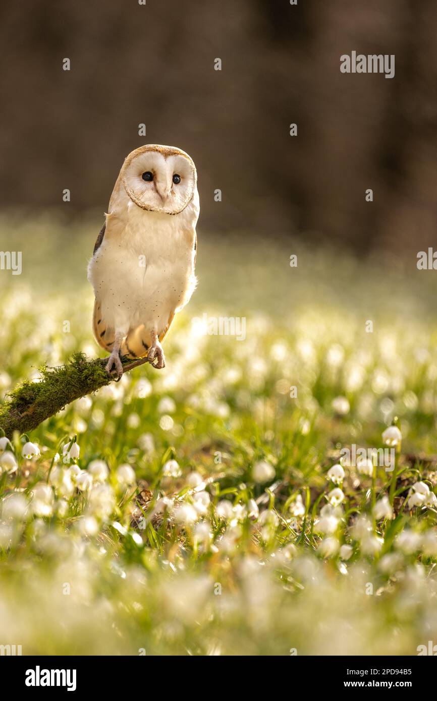 The barn owl (Tyto alba) is the most widely distributed species of owl ...