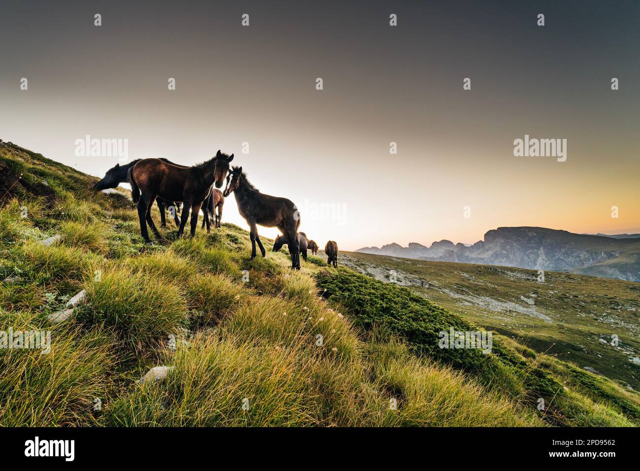 Rila nationalpark hi-res stock photography and images - Alamy