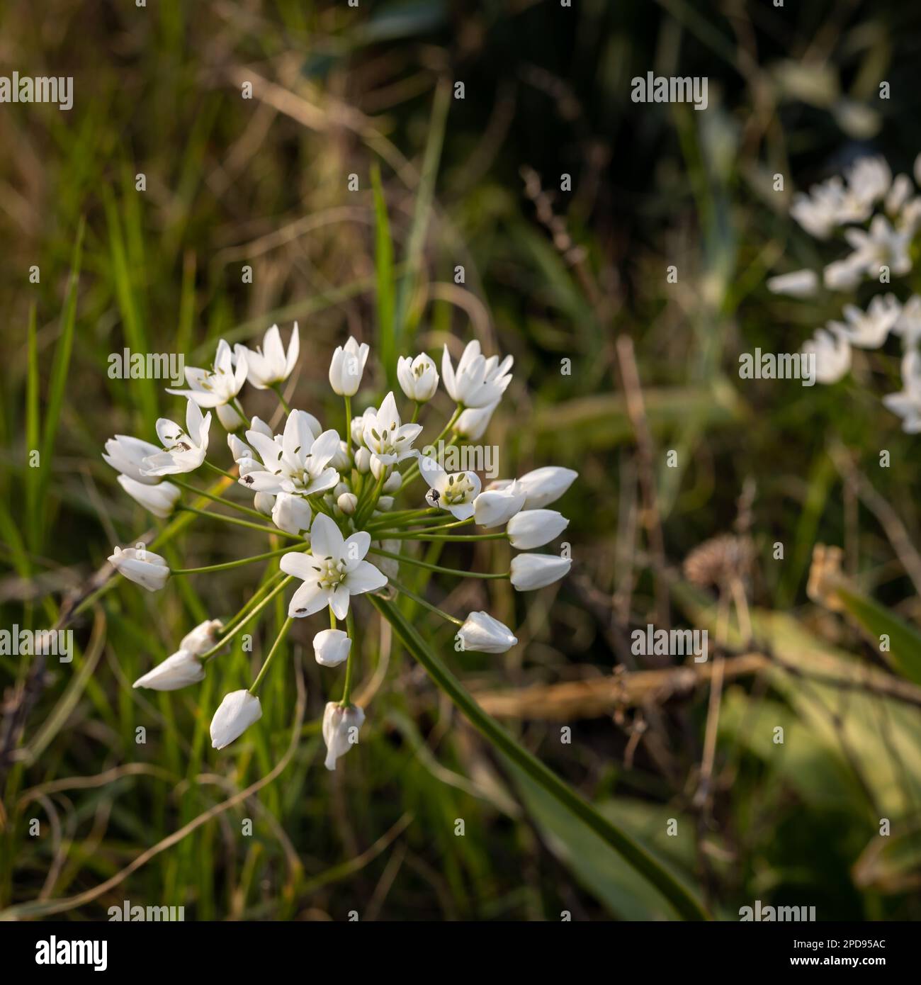 Paronychia argentea is an herbaceous plant from the family ...