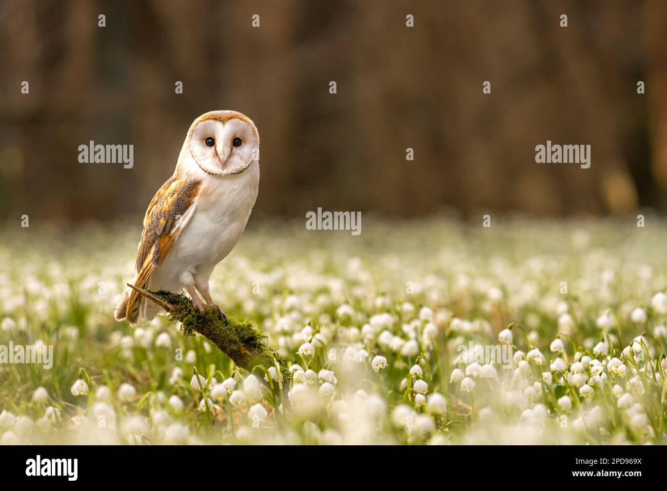 The barn owl (Tyto alba) is the most widely distributed species of owl ...