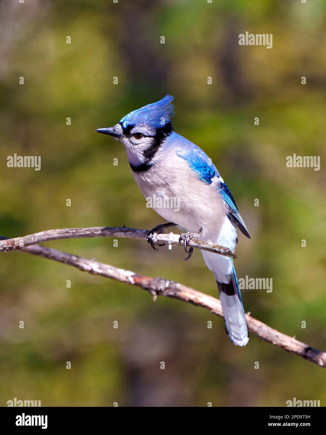 Blue Jay close-up side view, perched on a tree branch with blur background in its environment ...