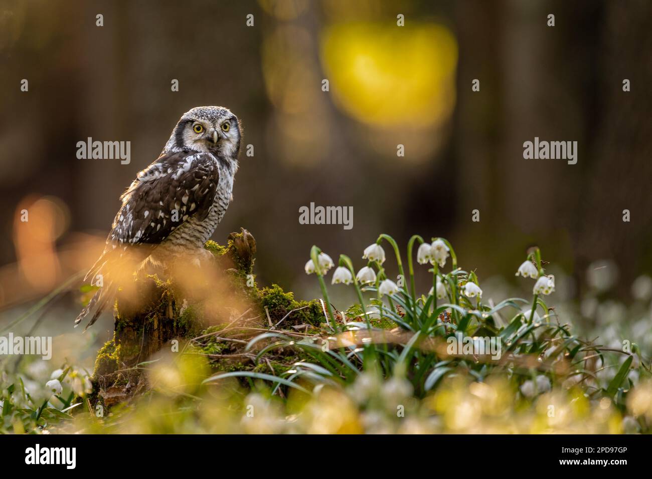 The northern hawk-owl (Surnia ulula) Unique medium-sized owl of the ...