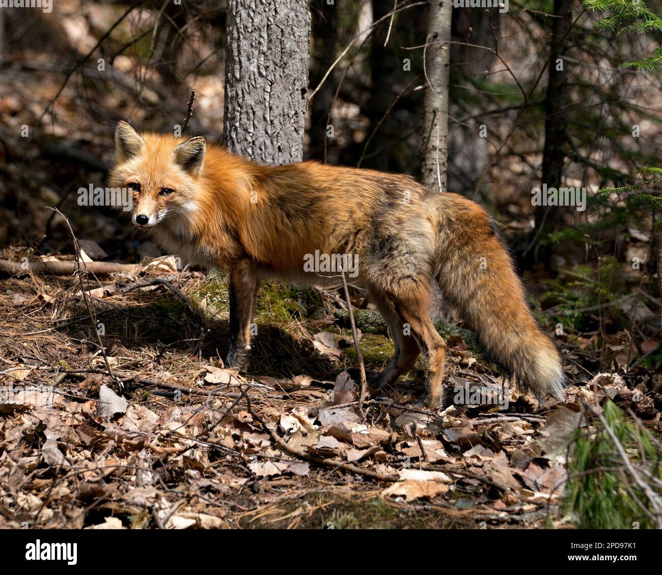 Red fox close-up profile side view in the spring season displaying fox ...