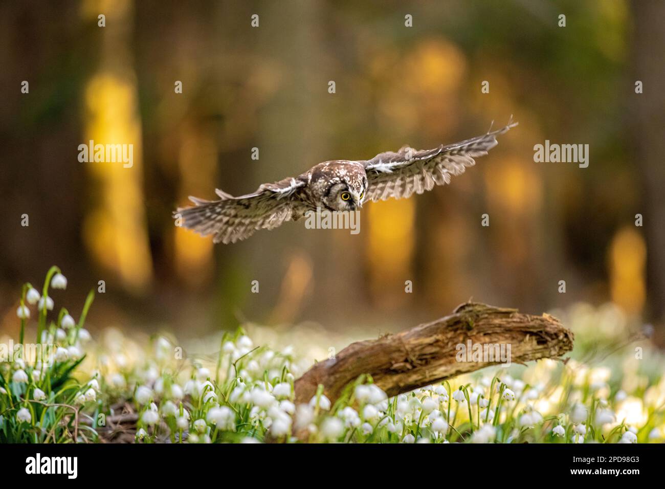 The boreal owl (Aegolius funereus) the small Owl comes alive in the ...