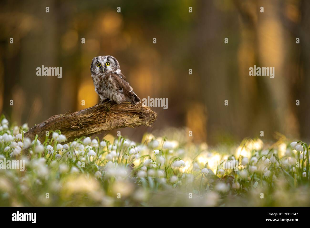 The boreal owl (Aegolius funereus) the small Owl comes alive in the ...