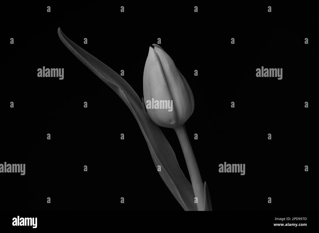 Day on yellow background Black and White Stock Photos & Images - Alamy