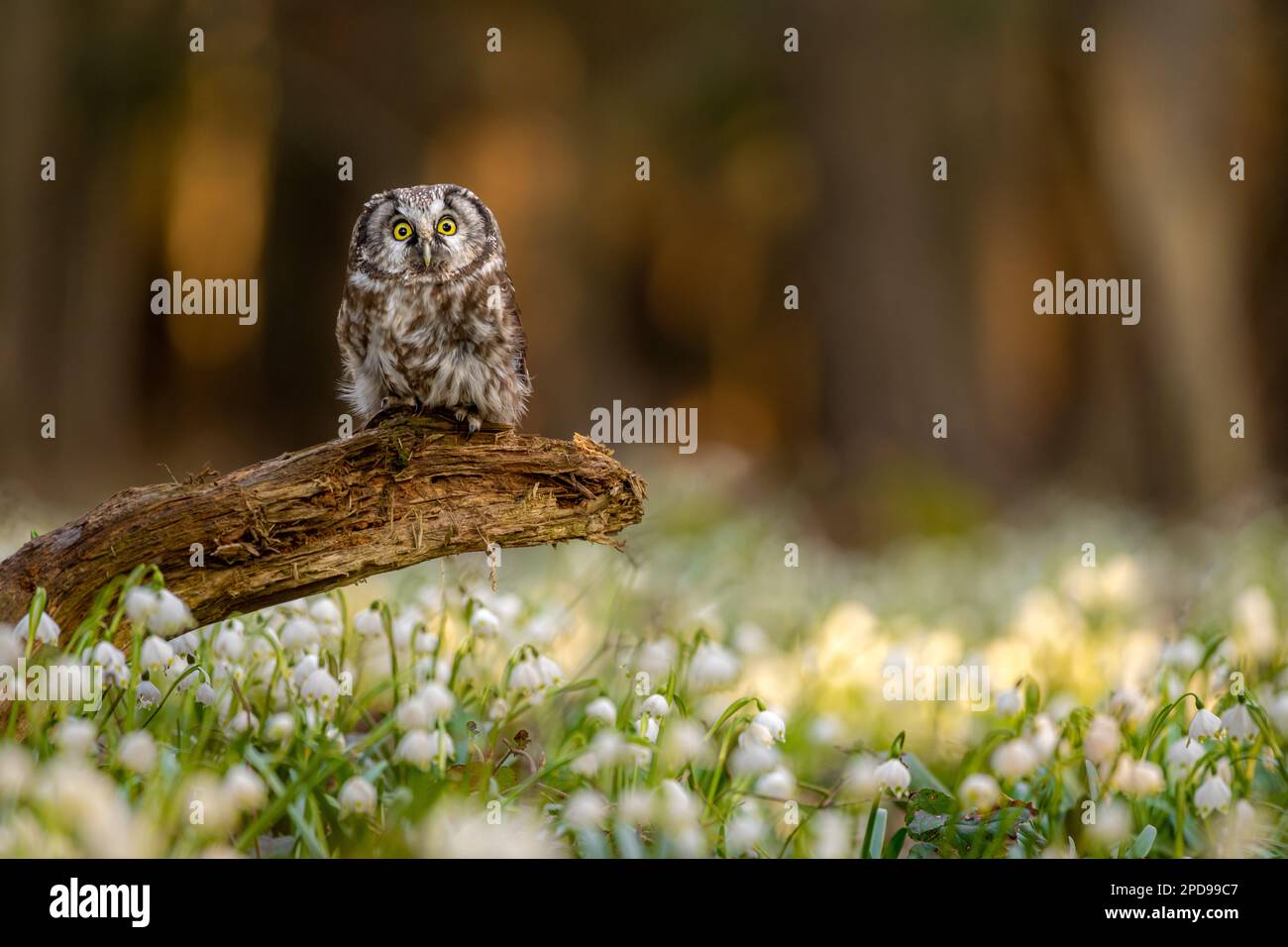 The boreal owl (Aegolius funereus) the small Owl comes alive in the ...
