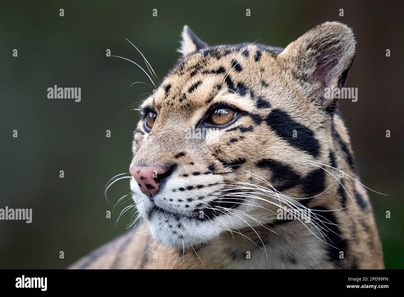 Clouded leopard cat hi-res stock photography and images - Alamy