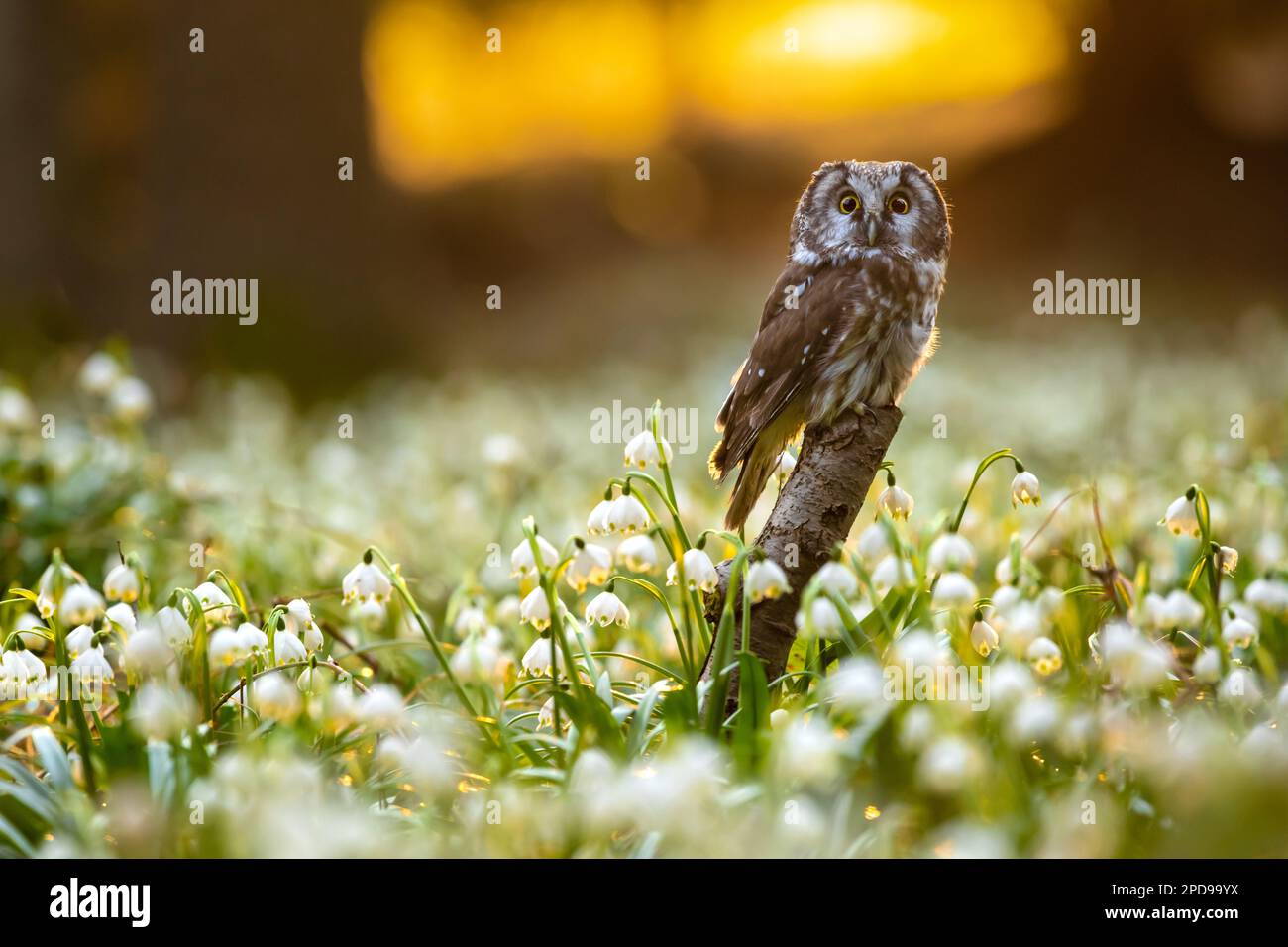 The boreal owl (Aegolius funereus) the small Owl comes alive in the ...