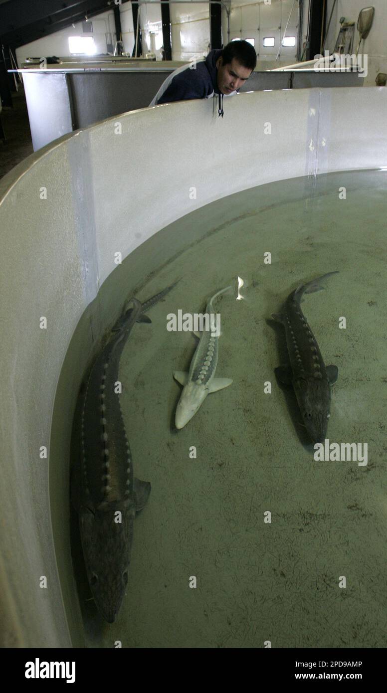 Jason Feltham, an employee of the Kootenai Tribal Sturgeon Hatchery on ...