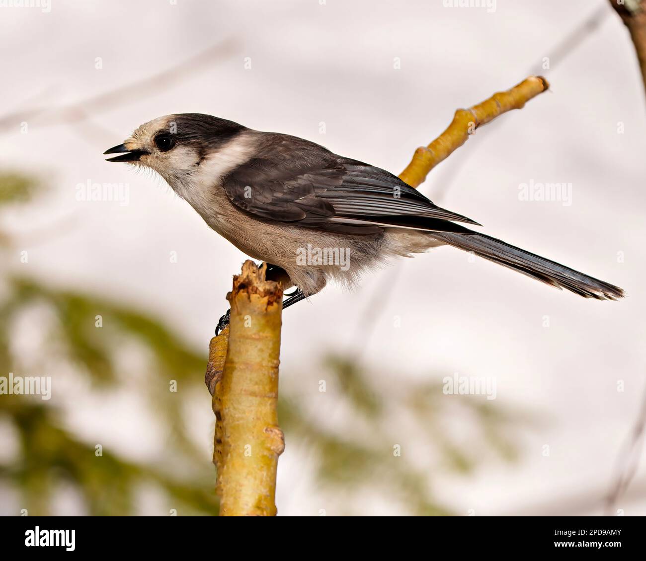 Grey Jay close-up profile side view perched on twig with a white ...