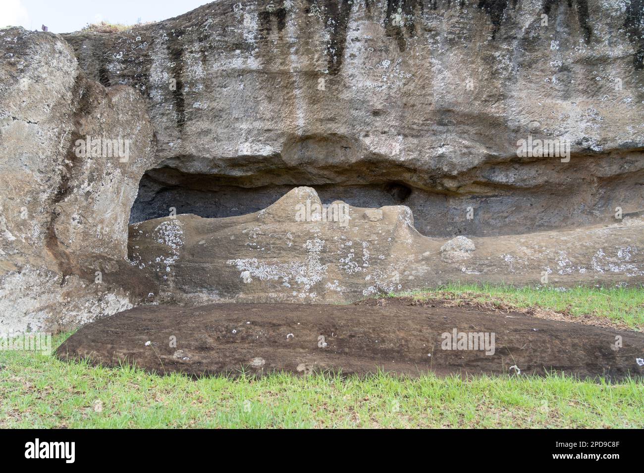 The head of a lying unfinished Moai at Rano Raraku on Easter Island ...