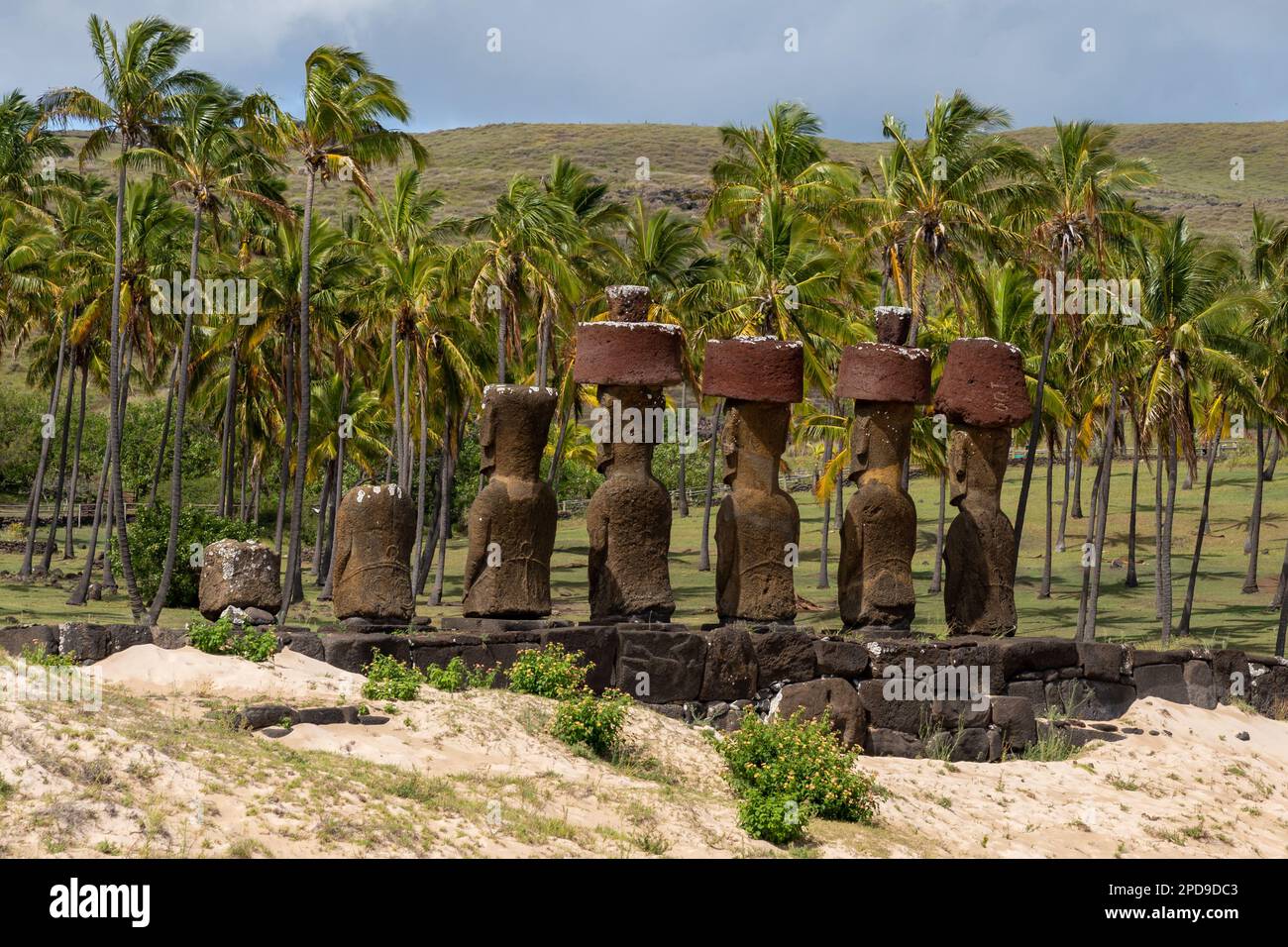 Back view of moai statues of Ahu Nau Nau at Anakena with palm trees in ...