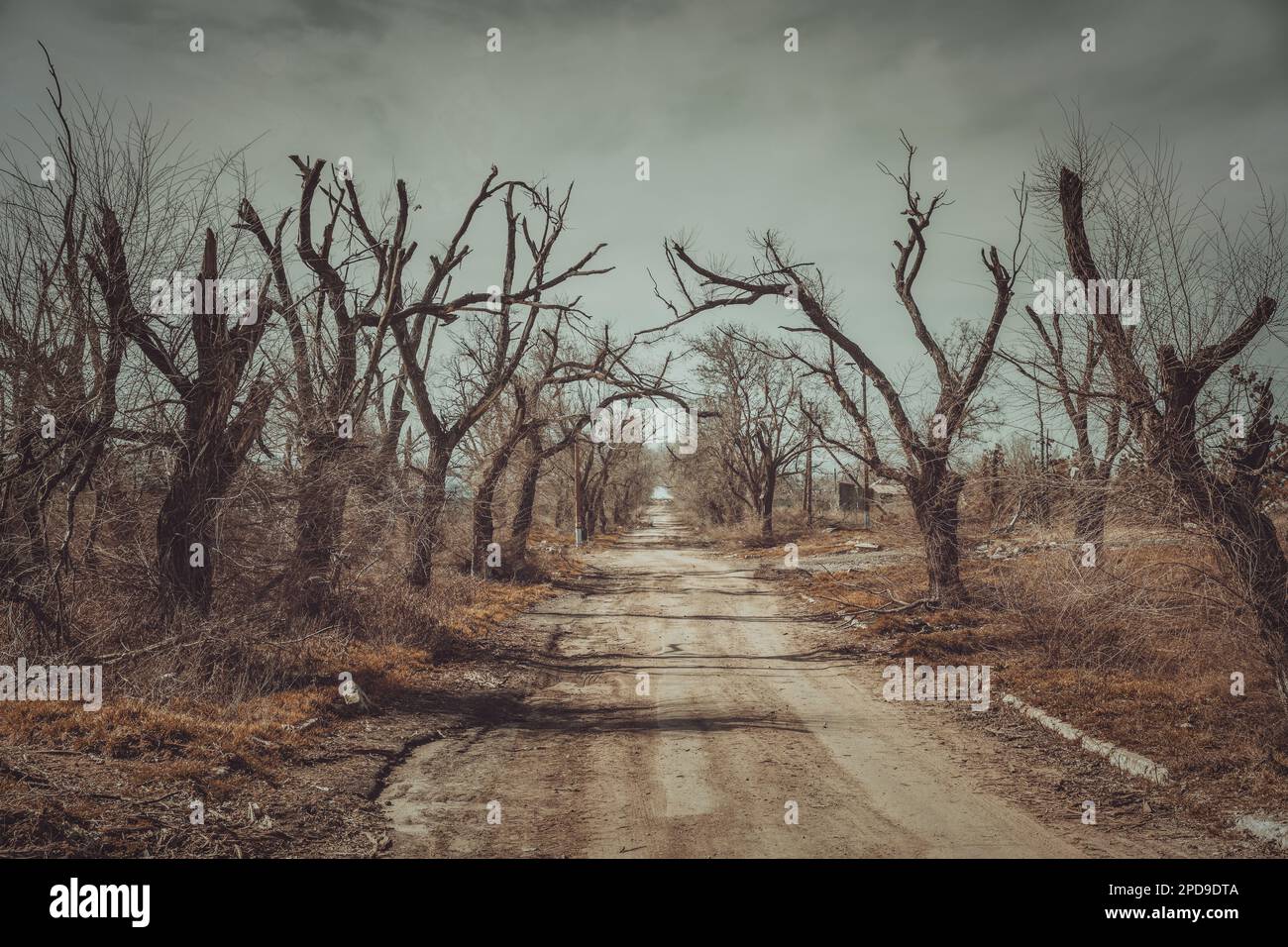 Damaged trees from multiple blasts along a ground road in the Kherson ...