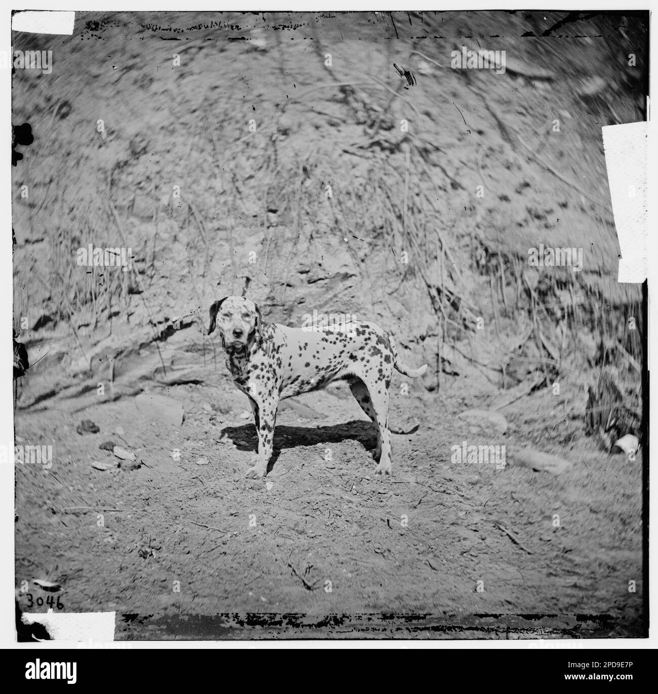 General Rufus Ingalls's dog. Civil war photographs, 1861-1865 . United ...