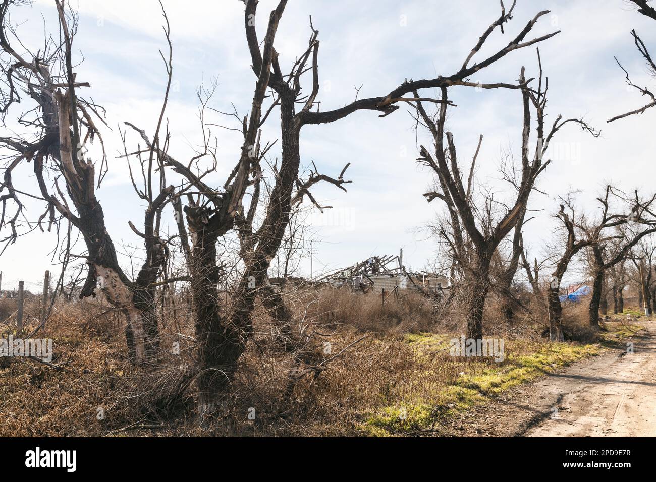 Trees damaged by multiple explosions and destroyed houses are seen ...