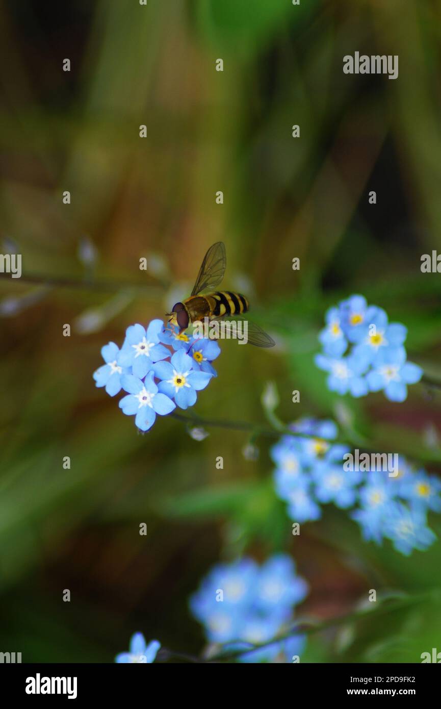 a hover fly sits on the flower of the forget-me-not Stock Photo - Alamy