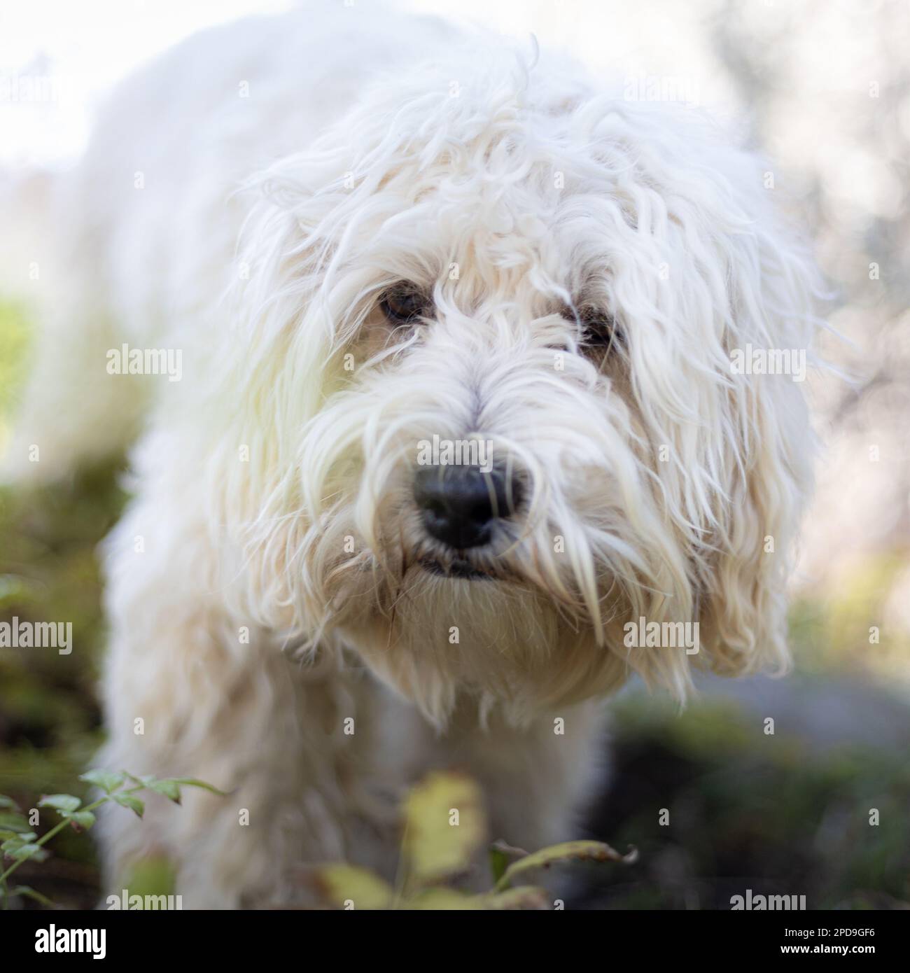 A closeup of a cute white Coton de Tulear dog outdoors Stock Photo - Alamy
