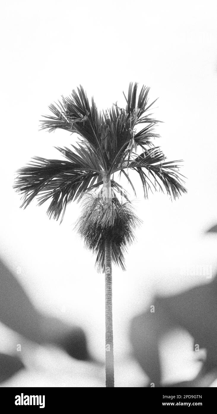 Lush background of greenery Black and White Stock Photos & Images - Alamy