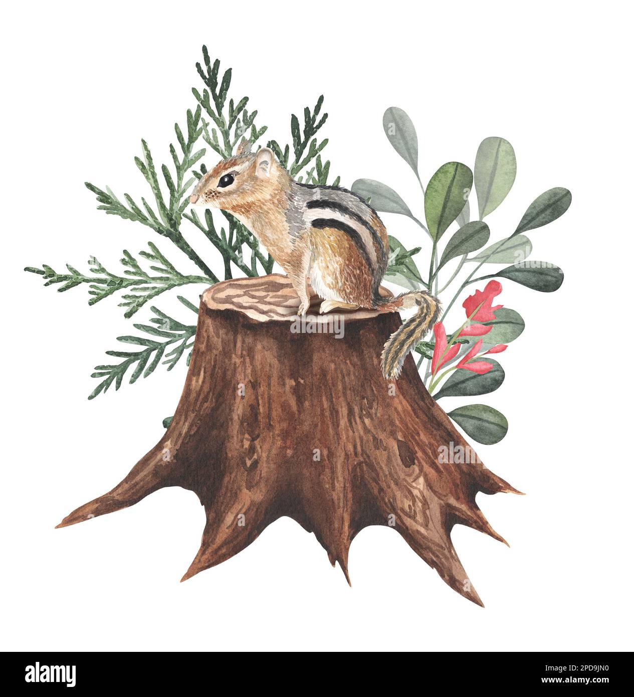 Hand drawn watercolor stump hi-res stock photography and images - Alamy