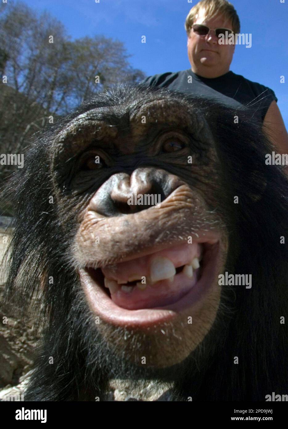 Cody, a male chimpanzee, mugs for the camera as he and Hollywood animal ...