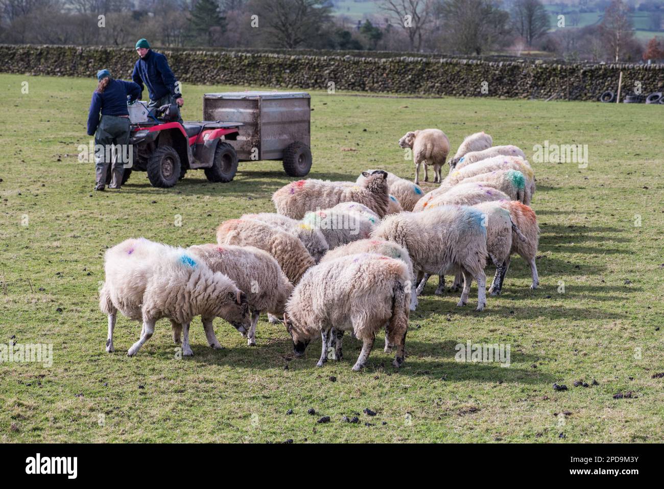Feeding sheep supplementary feed in early spring when grass is poor ...