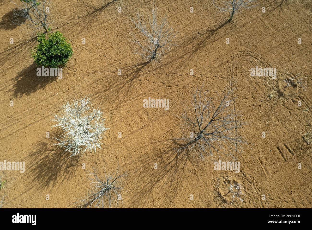 Drone scene of almond trees in spring covered with white blossoms. Top ...