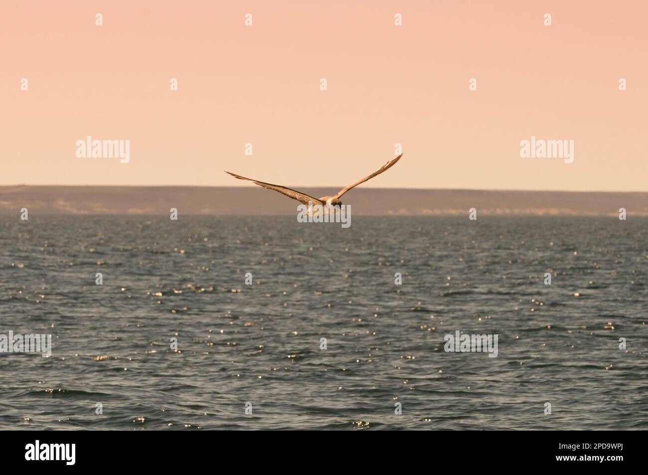 Petrel in flight on Antarctic waters, Antartica Stock Photo - Alamy