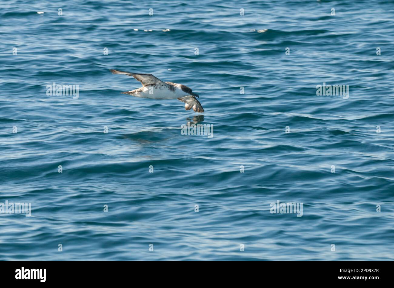 Petrel in flight on Antarctic waters, Antartica Stock Photo - Alamy