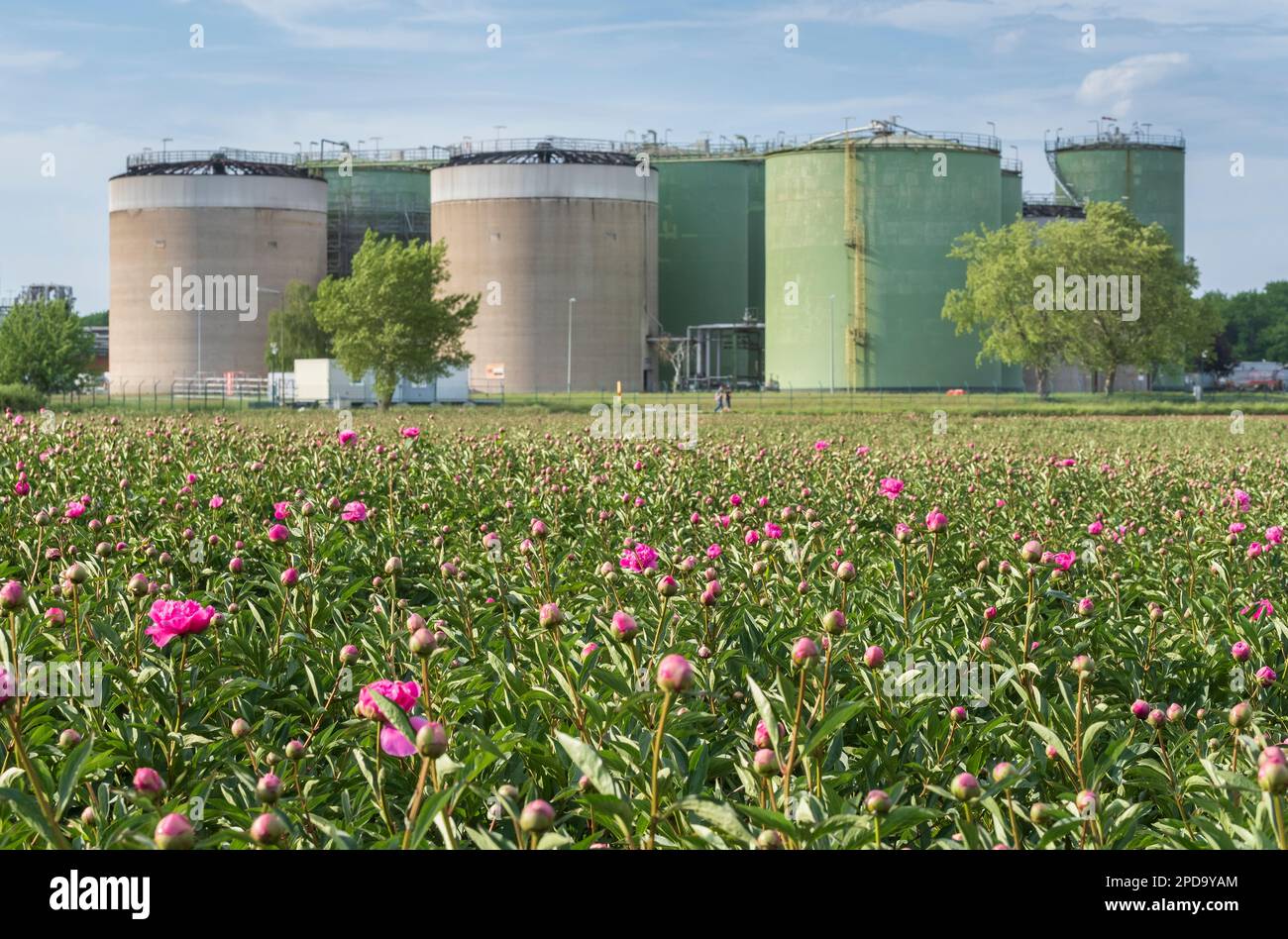Wesseling, a field of peonies (Paeonia) in front of the Shell Energy ...
