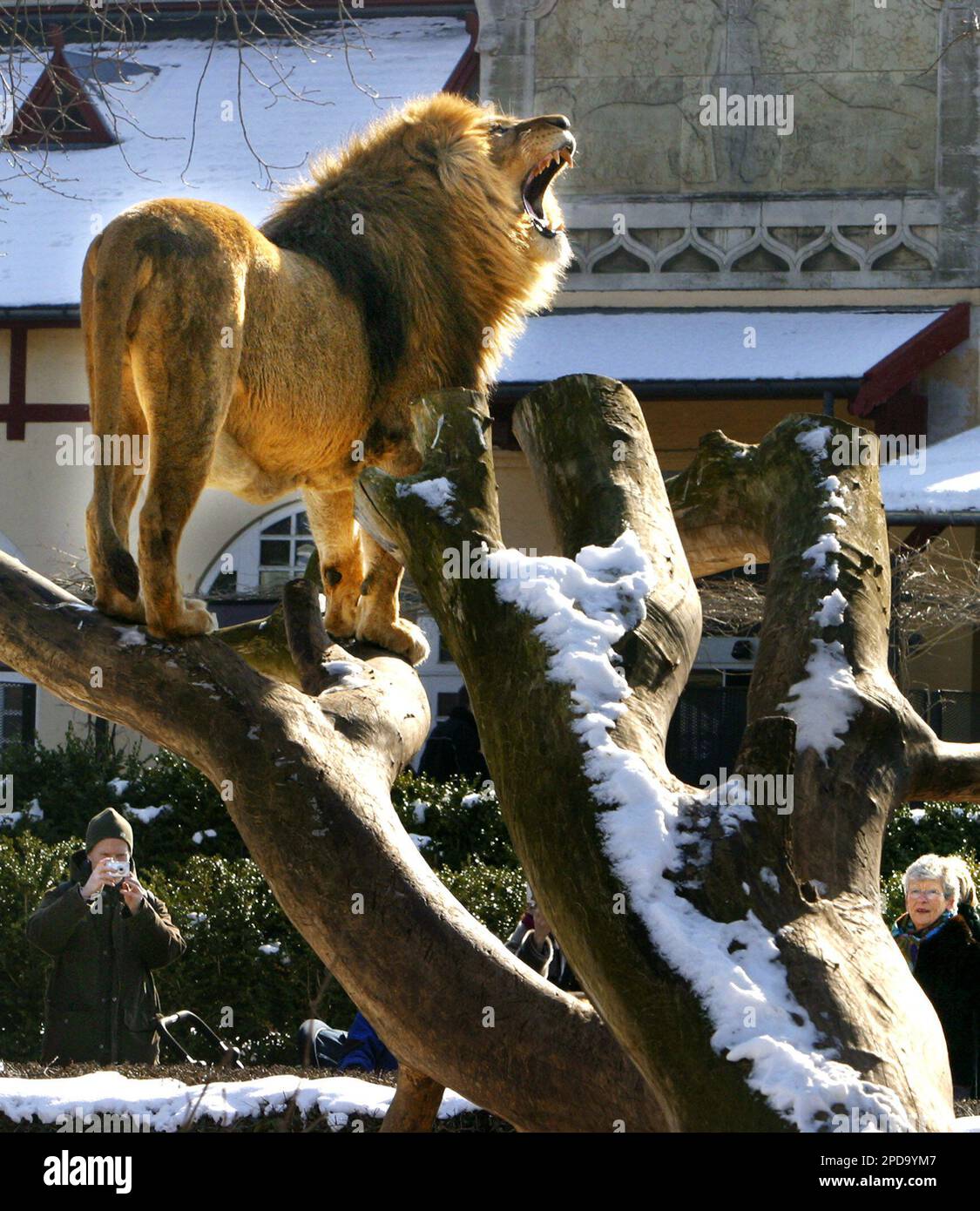 A lion roars atop its perch at the zoo in Copenhagen, Denmark Sunday ...