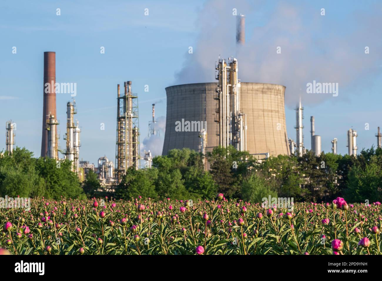 Wesseling, a field of peonies (Paeonia) in front of the Shell Energy ...