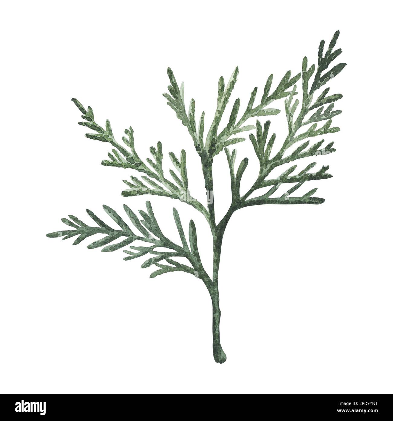 Twig of Thuja occidentalis with cones. Garden evergreen bush, Christmas ...