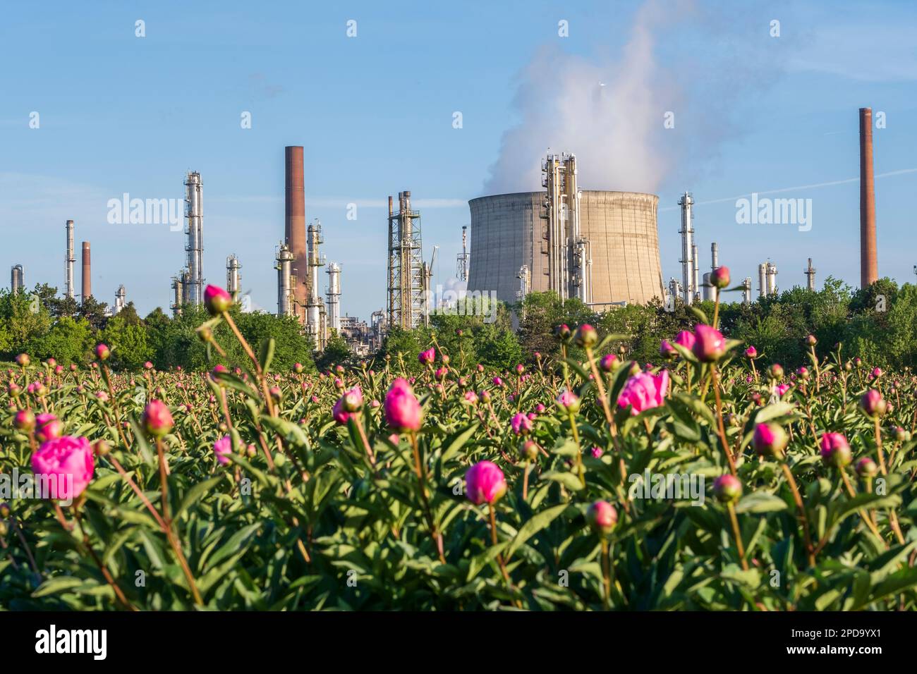 Wesseling, a field of peonies (Paeonia) in front of the Shell Energy ...