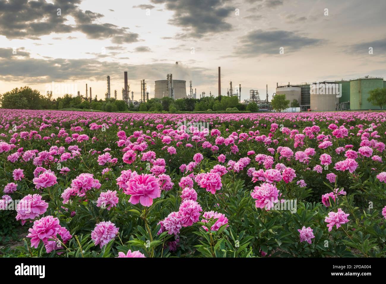 Field park energy hi-res stock photography and images - Alamy