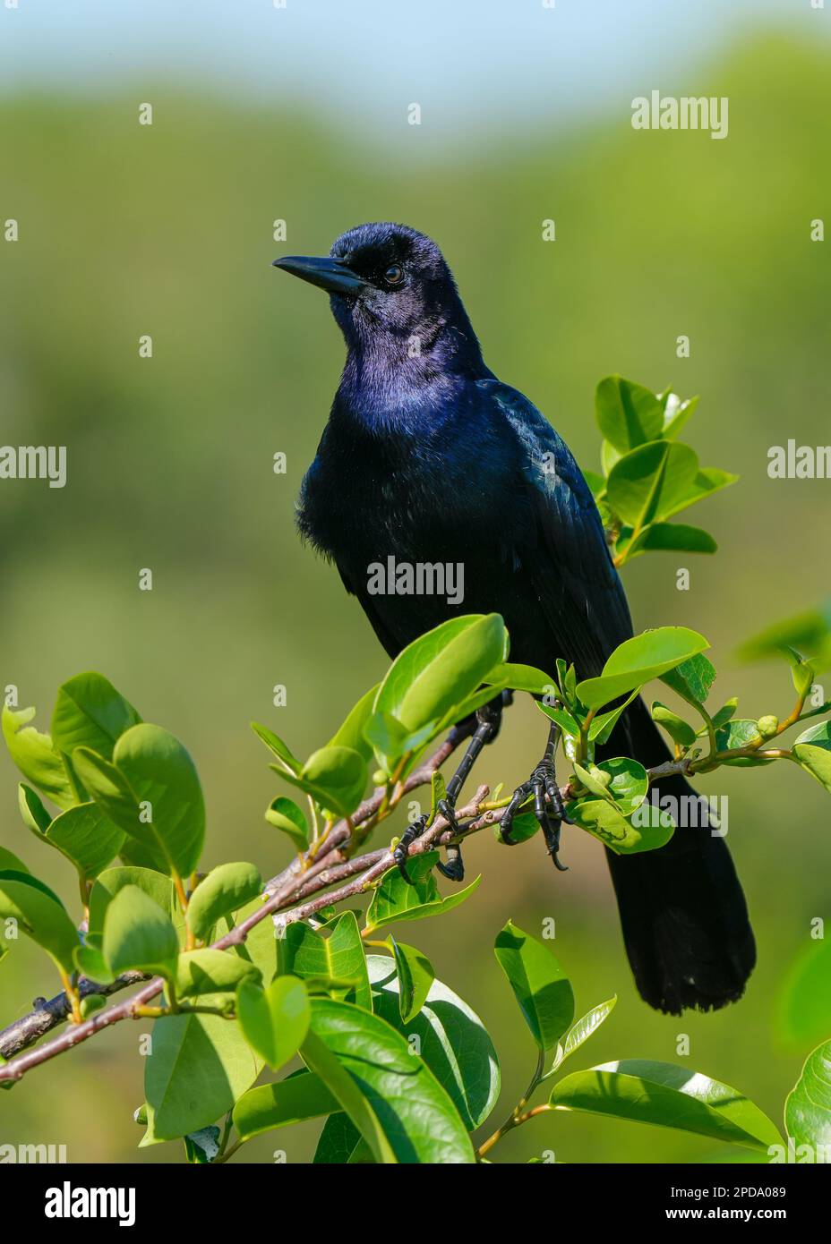 Tree branch stands hi-res stock photography and images - Alamy
