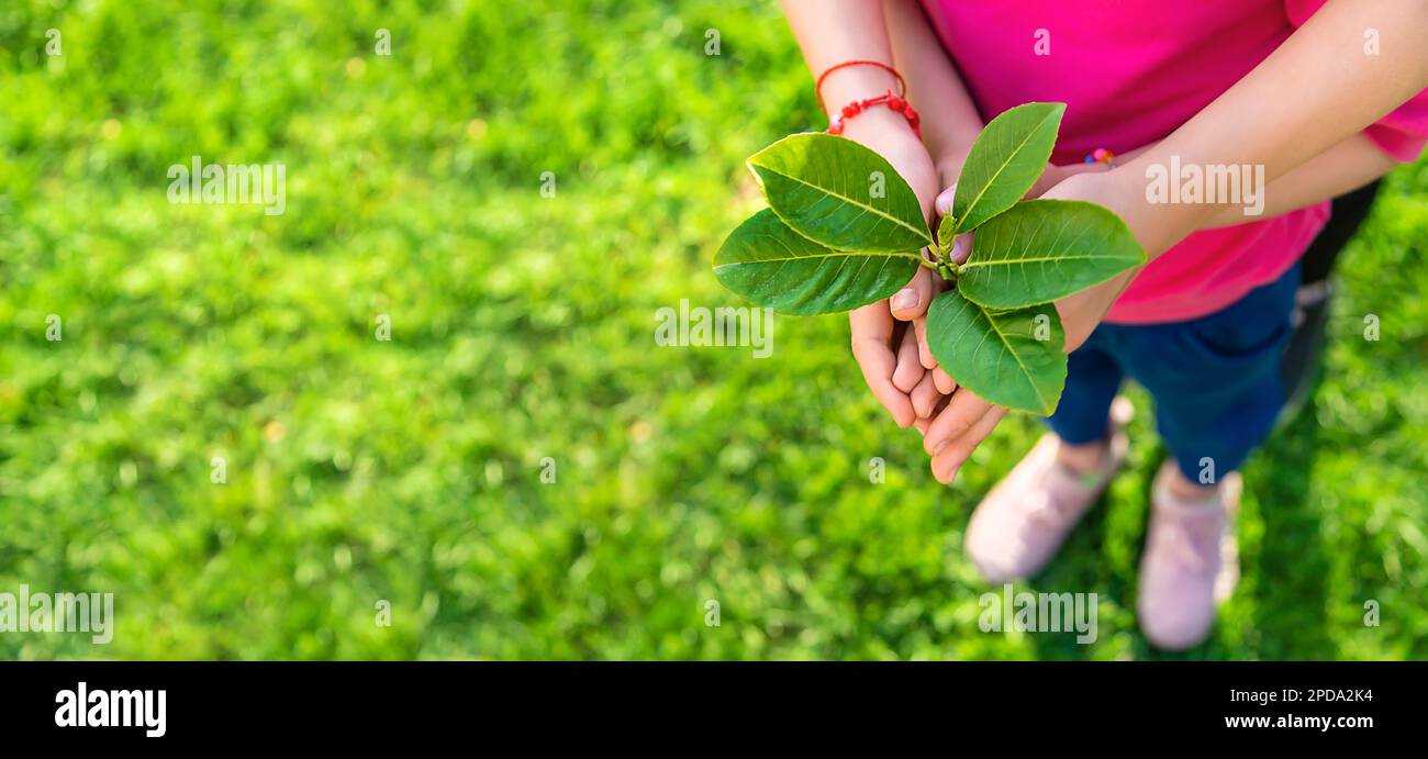 Children take care of nature tree in their hands. Selective focus. Kid ...