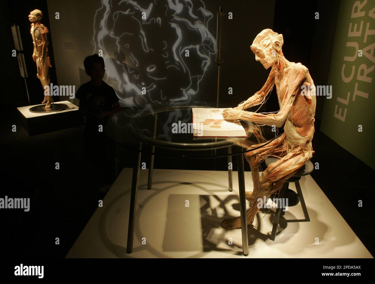 A visitor observes a cadaver during the exhibit "Body Worlds" in Mexico ...