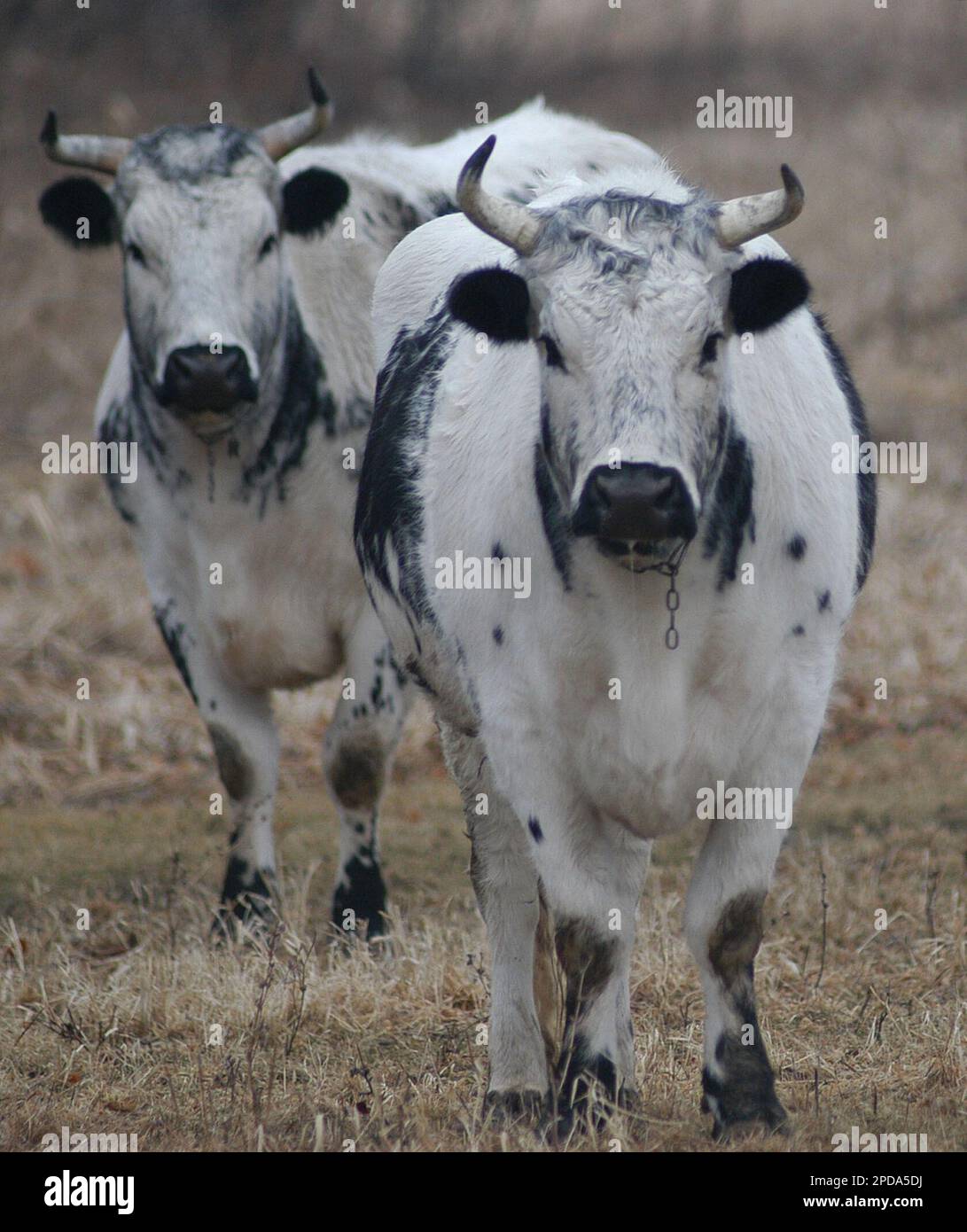 A pair of rare Randall Lineback cattle stand in Al and Joan Desorda's ...